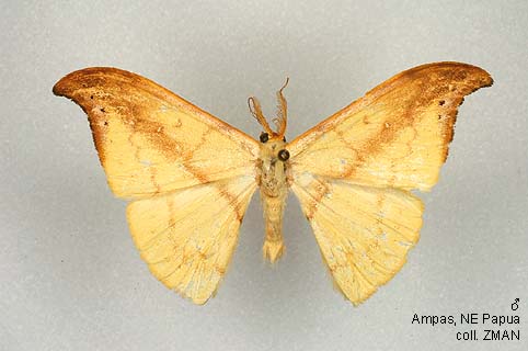 Papua Insects Foundation (Lepidoptera/Drepanidae/Drepaninae: Tridrepana ...